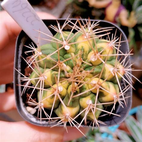 Offset root Gymno 锦侧芽根 Succulent Cactus Shopee Malaysia