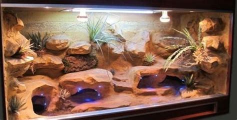 10 Creative Bearded Dragon Enclosure Ideas To Try In 2022 Artofit