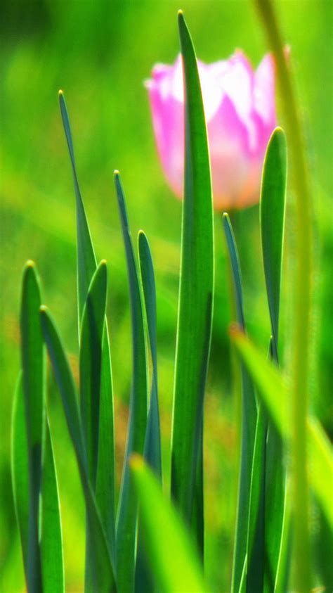Grass Iphone Wallpaper Grass Wallpaper Hd Iphone 1846999 Hd