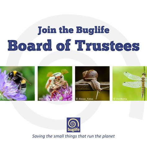 Buglife On Linkedin ⭐could You Be A Buglife Trustee⭐ Join Us In Our
