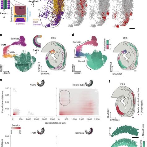 Spatial Organization Of The Embryonic Trunk A Schematic Of The Spatial