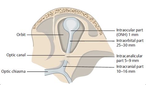 The Optic Nerve Ento Key