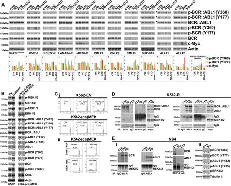 Mek12 Functionally Interact With Normal Bcr And Abl1 In Tki Resistant