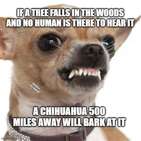 Chiguagua Memes 🇲🇽mexican Memes🇲🇽 Auf X „😂🤣