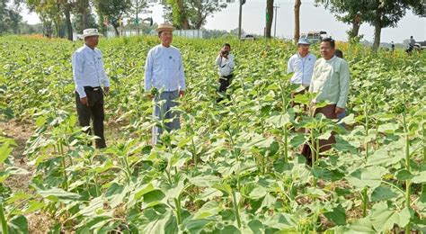 ဧရာဝတီတိုင်းဒေသကြီးဝန်ကြီးချုပ် ဦးတင်မောင်ဝင်းနှင့် တာဝန်ရှိသူများသည် ဆောင်းနေကြာစံပြစိုက်ခင်း