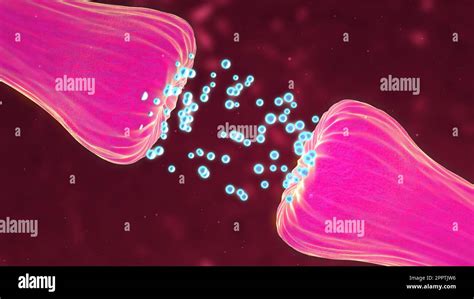 Neuronal And Synapse Activity Animation Showing Chemical Messengers Or