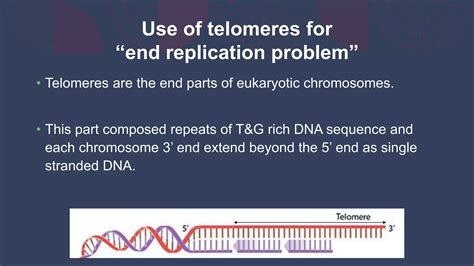 Telomere Replicationpptx