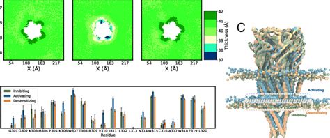 Local Membrane Compression In The Activated State Demonstrated By
