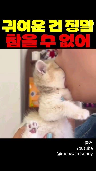 귀여운 건 정말 참을 수 없어 Youtube