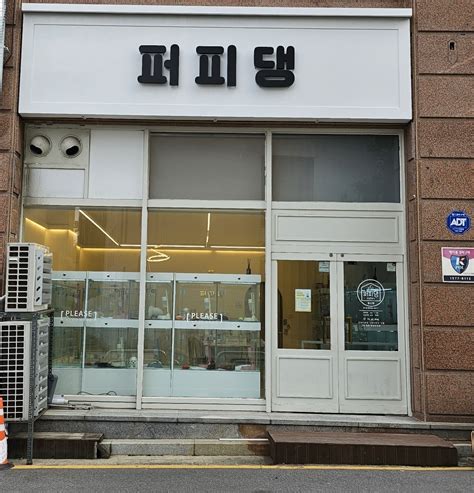 브리티시숏헤어 분양 디디 분양중인 브리티쉬