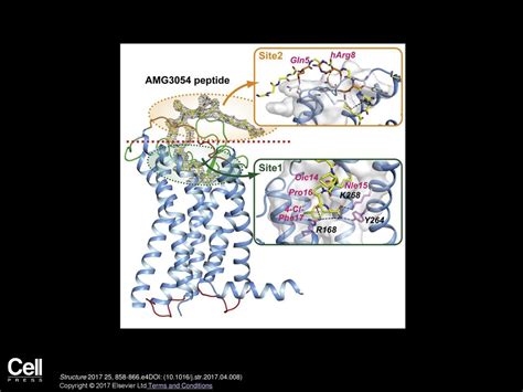 Structural Basis For Apelin Control Of The Human Apelin Receptor Ppt