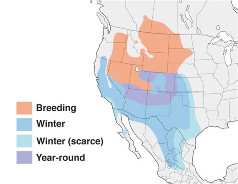 Ferruginous Hawk Shadetreeimaging