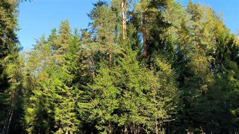 Harriet Rix Beweist Bäume Sind Genial