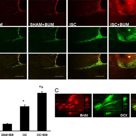 Quantifying The Proliferation And Migration Of The Neuroblasts