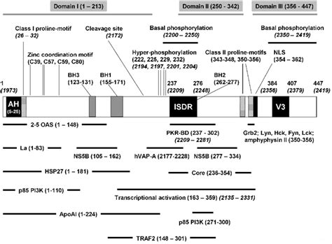 Schematic Diagram Of The Ns5a Protein Several Prominent Features Of Download Scientific