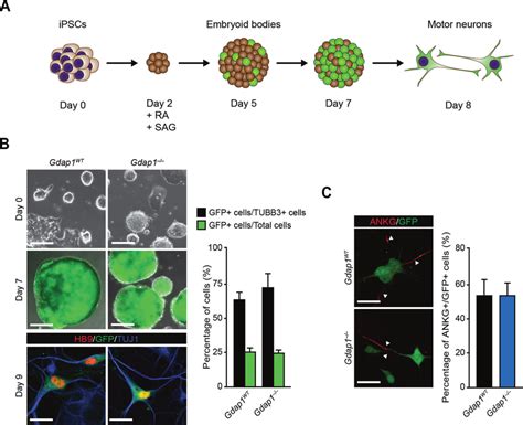 Mn Differentiation Efficiency Of Gdap1 Wt And Gdap1 Ipscs Was Download Scientific Diagram