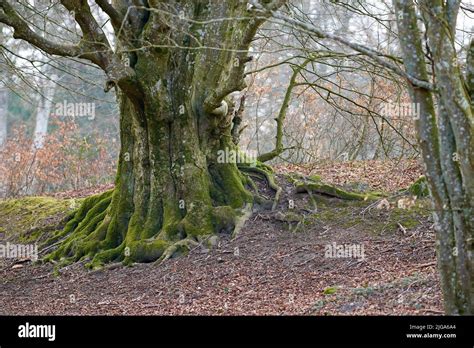 Beautiful Large Unique Tree Trunk With Moss Outdoors In The Forest Or Woodlands The Landscape