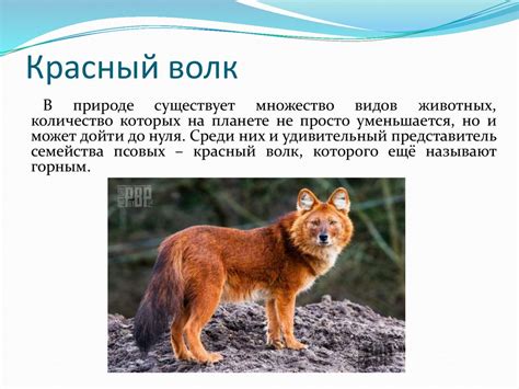 Красная книга России презентация онлайн