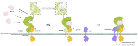 生命学院柴继杰与合作者首次揭示植物免疫受体蛋白的双功能抗病机制 清华大学蛋白质研究技术中心