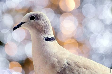 Što Znači Kad Grlica Sleti Na Prozor Susjed