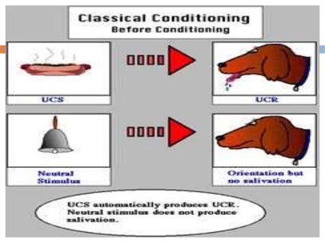 Role Of Classical Conditioning In Advertisement