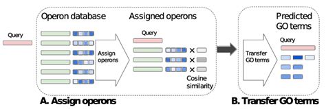 Overview Of Sap Algorithm Predicting Go Terms Of A Query Protein A