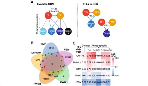 Ffl Definition And Model Performance A Example Gene Regulatory Network