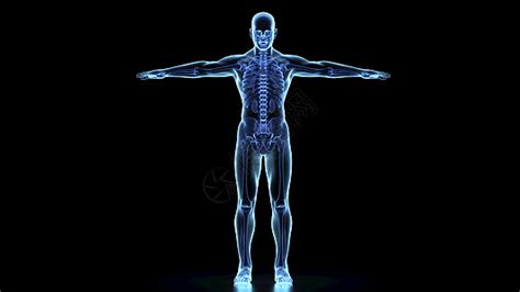 人体图图片 人体图素材 人体图高清图片 摄图网图片下载