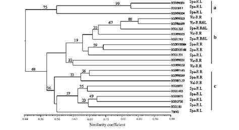 Dendrogram Constructed Using Nei And Lis Similarity Coefficient And