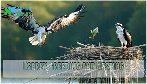 Osprey Facts 5 Amazing Traits That Make This Bird Of Prey Unique