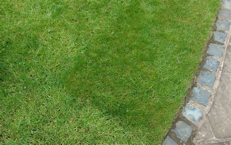 Two Different Types Of Grass In A Turf Lawn The Lawn Man