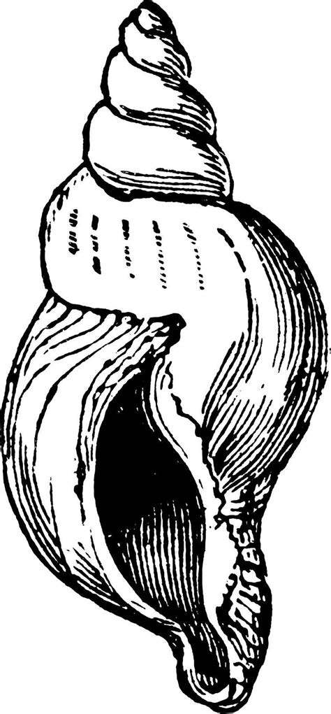 Reverse Shell Vintage Illustration Vector Art At Vecteezy