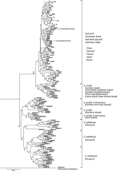 Neighbor Joining Nj Phylogenetic Tree Constructed Using The 572 Bp To