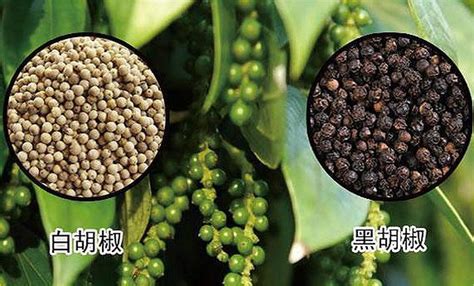 白胡椒与黑胡椒有什么区别？从品种、外形、营养到产地的全面解析 一亩田