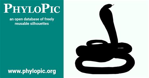 Ophiophagus Hannah By V Deepak Cc By 30 Phylopic