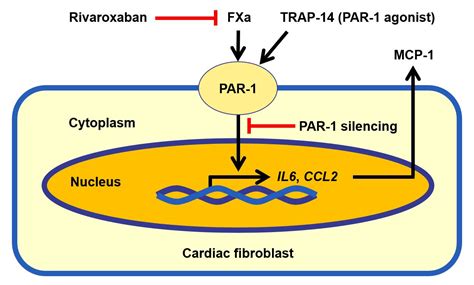Coagulation Factor Xa Induces Proinflammatory Responses In Cardiac Fibroblasts Via Activation Of