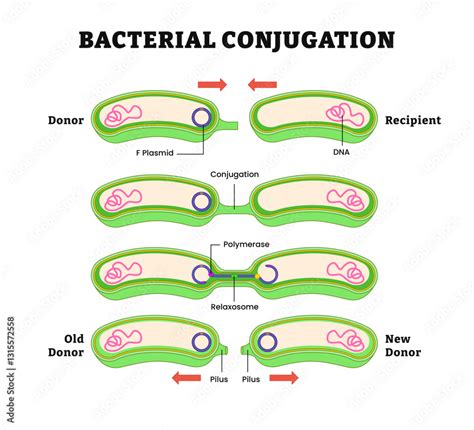 Bacterial Conjugation Process Diagram Step By Step Poster Design Transfer Of Genetic Material