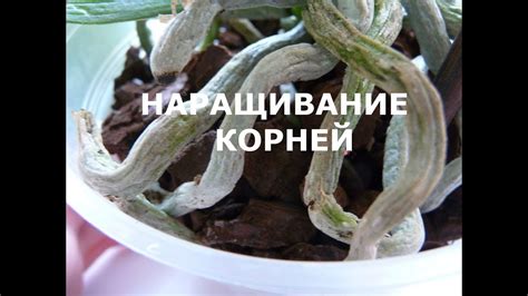 Мой метод наращивания корней у орхидеи - YouTube
