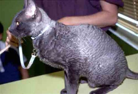 Cat Health Site Inner Page