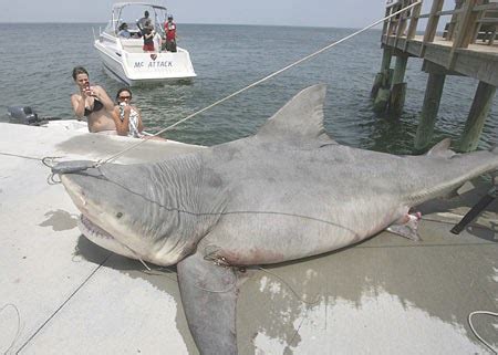 Worlds Largest Bull Shark