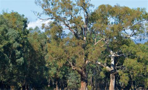 Research Report Sheep Genetics May 2016 Farming Ahead