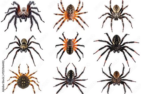 A Picture Featuring Six Different Types Of Spiders On A Plain White