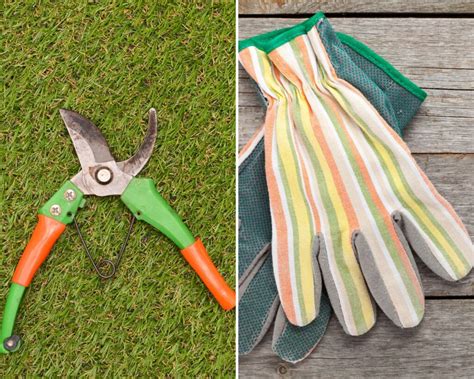 12 Fall Pruning Essentials For Healthy Hostas Complete Gardening