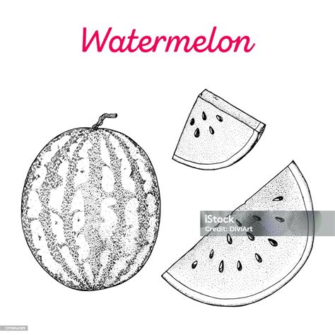 수박 손으로 그린 벡터 일러스트레이션 수박 슬라이스 스케치 벡터 그림입니다 흑백 건강한 식생활에 대한 스톡 벡터 아트 및 기타 이미지 건강한 식생활 검은색 과일