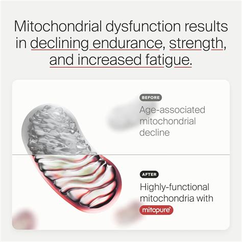 Timeline Mitopure Urolithin A First Clinically Proven Supplement For