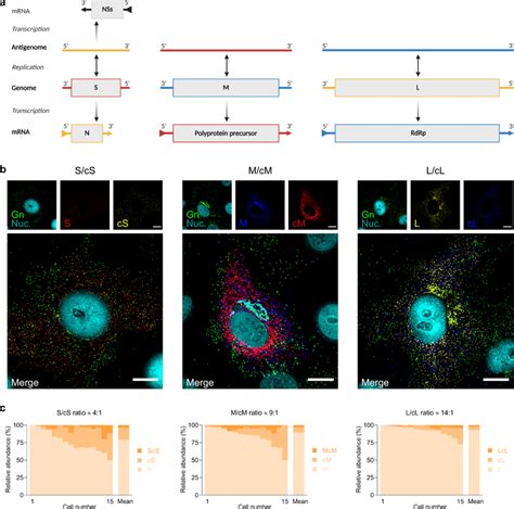 Single Molecule Rna Fish Immunofluorescence On Vrnacrna Pairs Of