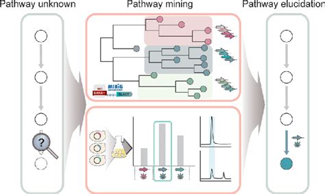 Transcriptome And Genome Mining Approaches For The Discovery Of Novel