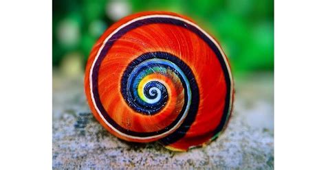 Top 10 Largest Snail Species In The World Freejobalertcom