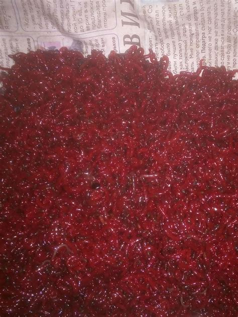 Продается Мотыль насадочные, и кормовой, Малеок