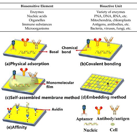 Figure 2 From Electrochemical Biosensors For Circulating Tumor Dna